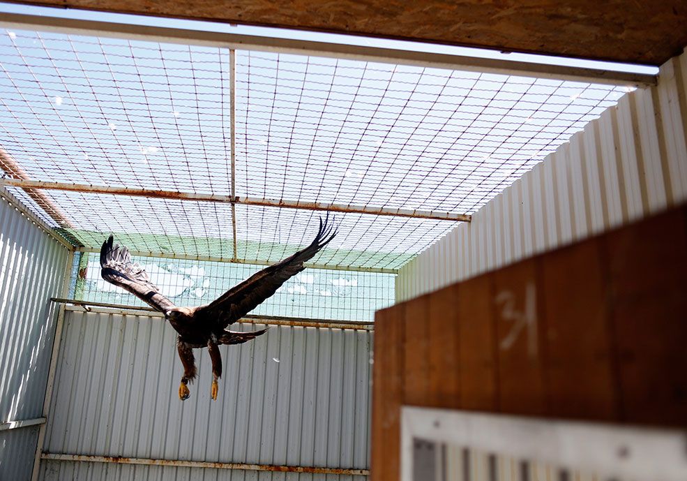 The bloody, lucrative world of falcon breeding | The Week