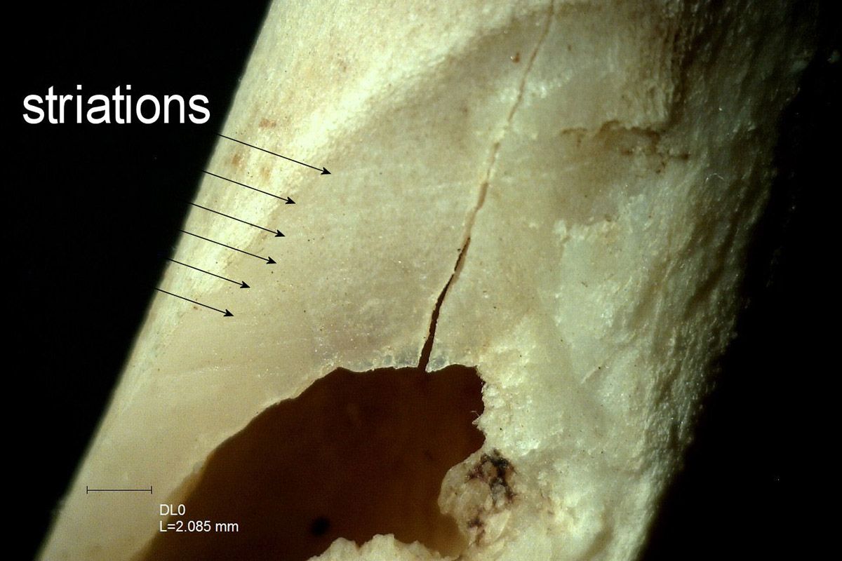 In Images: Cut Marks from Samurai Swords and Machetes: Page 2 | Live ...