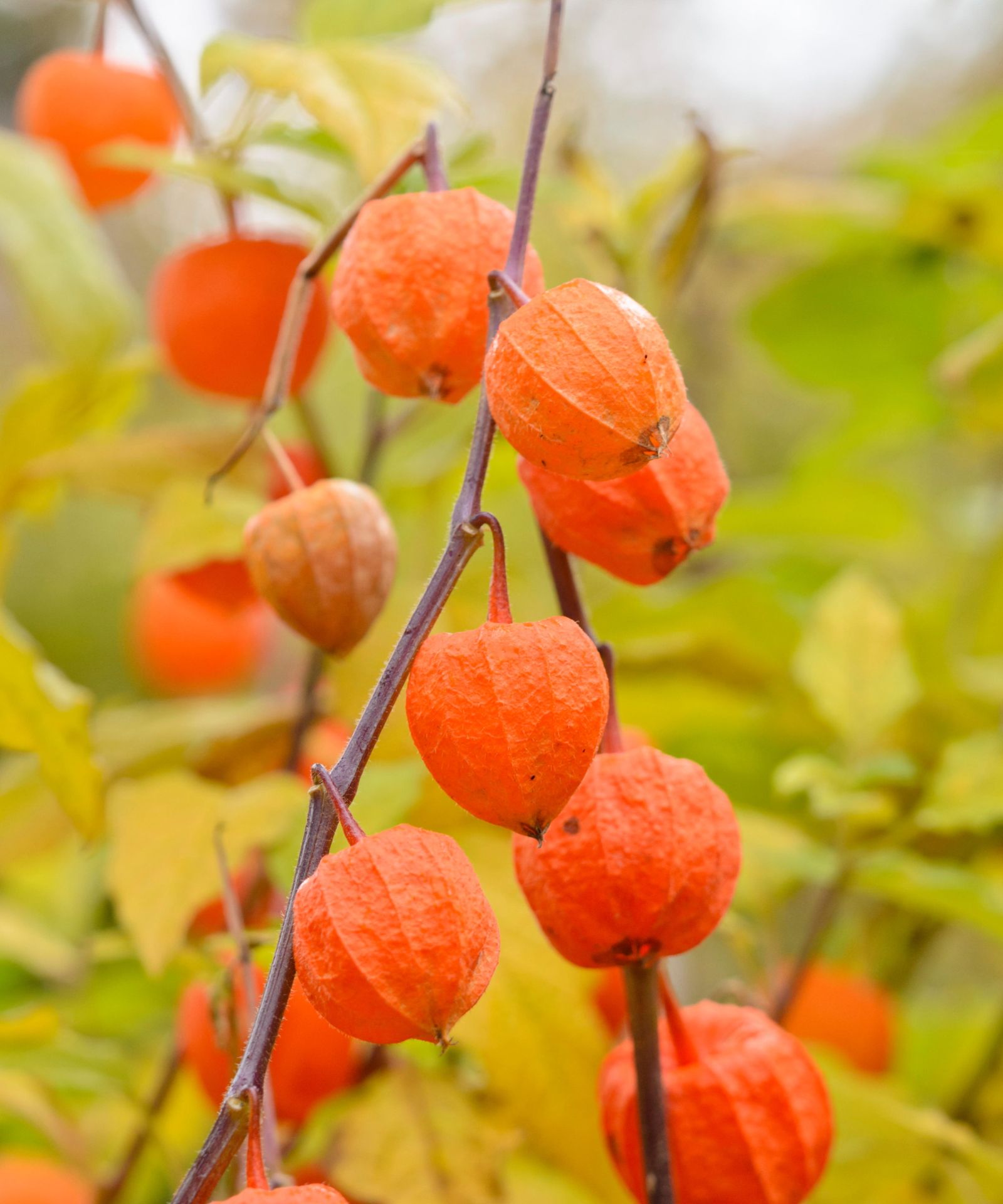 7 best plants for seedheads | Homes and Gardens