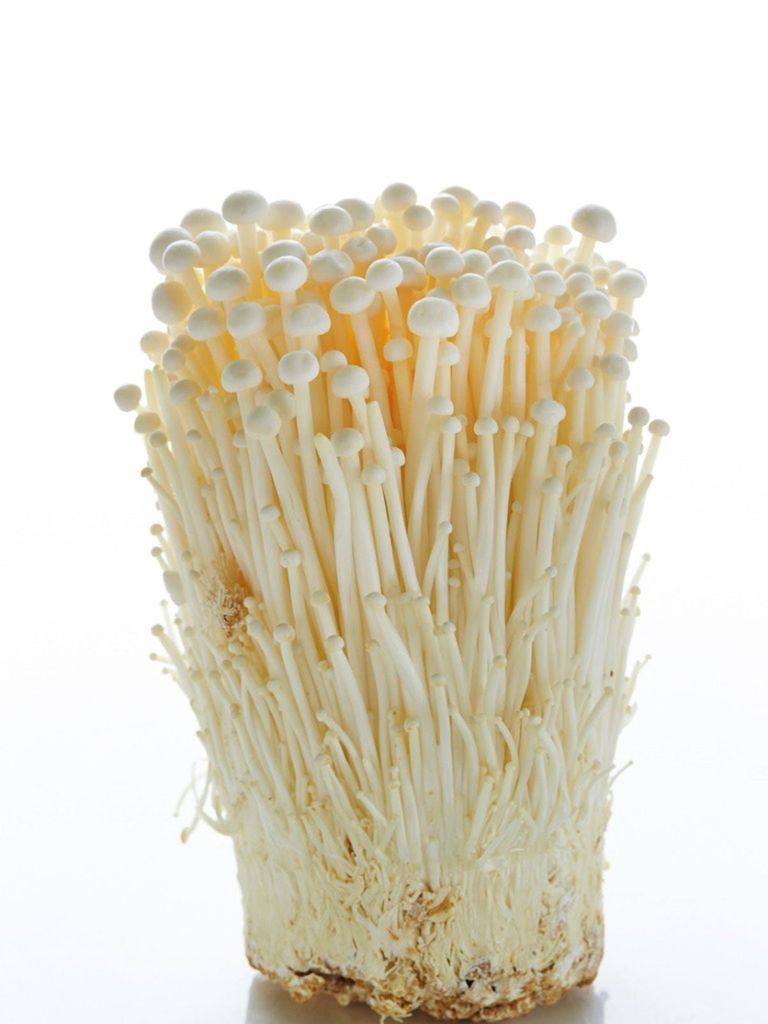 How To Grow Enoki Mushrooms: Growing And Eating Enoki Mushrooms ...