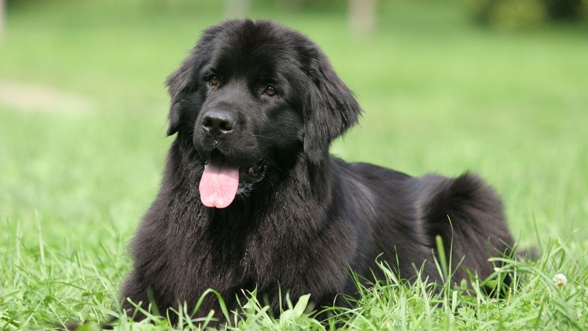 10 best behaved dog breeds according to a behaviorist | PetsRadar