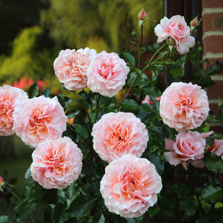 5 best roses for a small garden, according to experts | Ideal Home