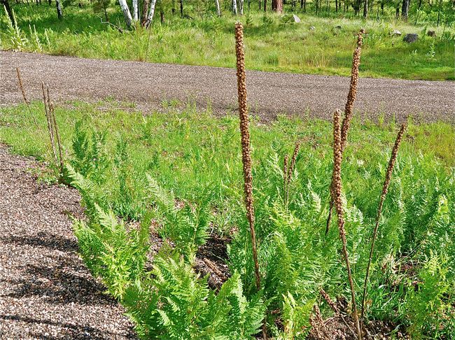Common Mullein: Stunning Photos of the 'Flannel Leaf' Plant | Live Science
