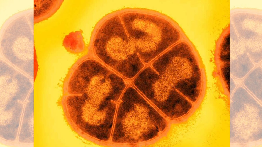 Bacteria could live for 280 million years below Mars' surface | Live ...