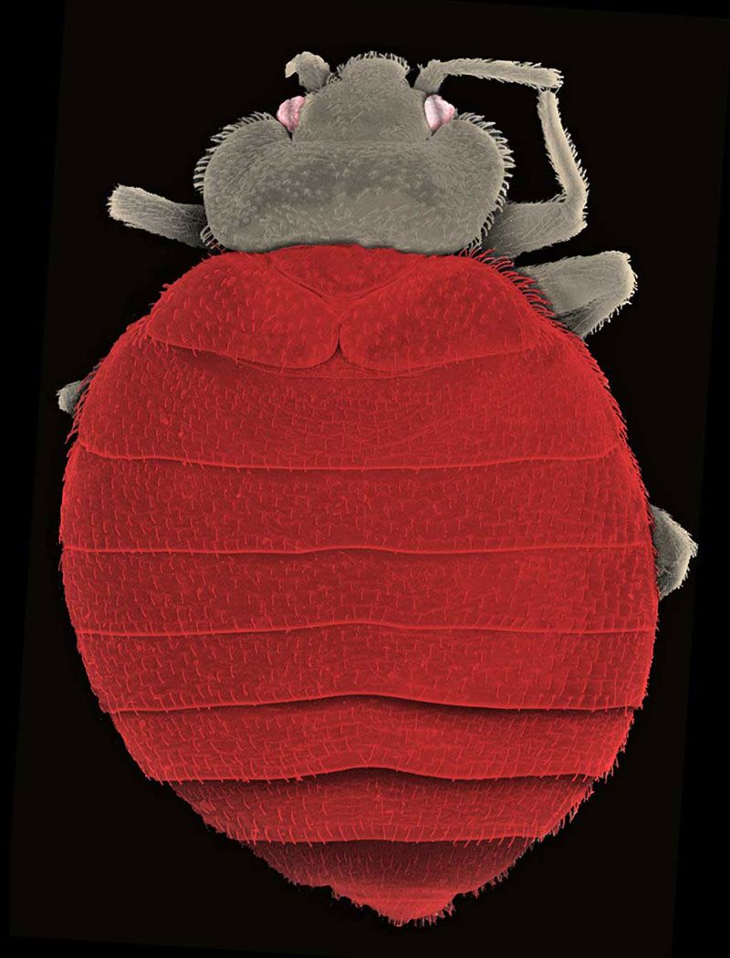 Microscopic Monsters: Gallery of Ugly Bugs | Live Science