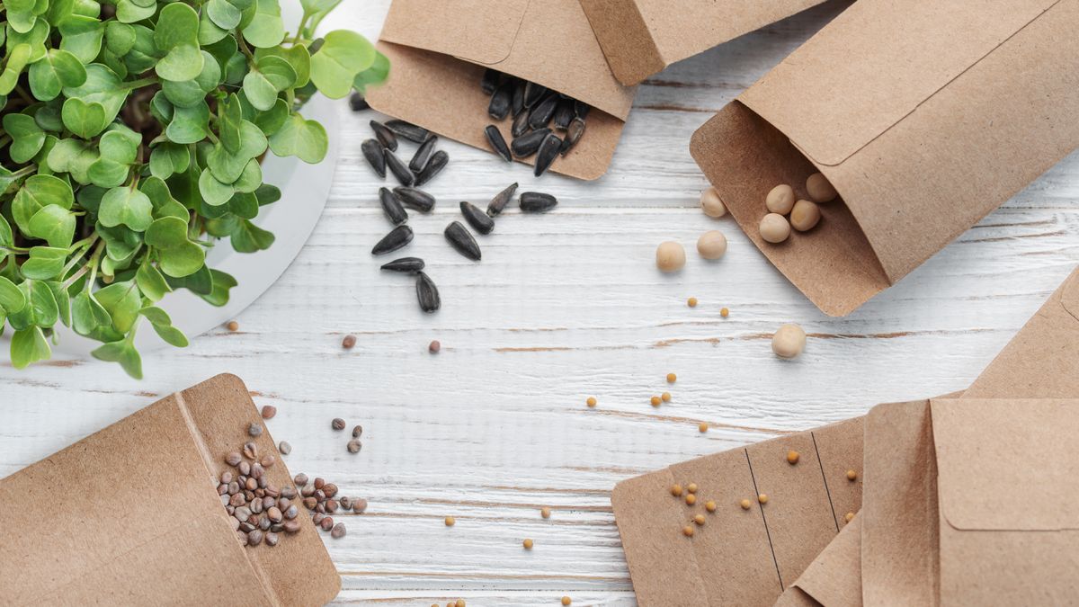 How To Store Seeds From Your Garden To Grow Next Year | Gardening Know How