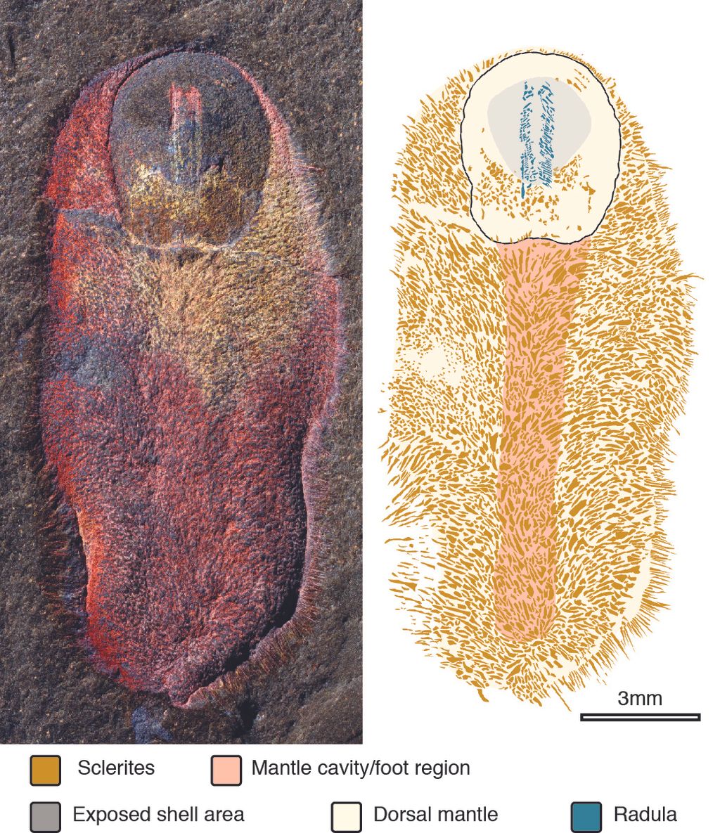 478-Million-Year-Old Spiky Slug Solves Long-Held Mollusk Mystery | Live ...