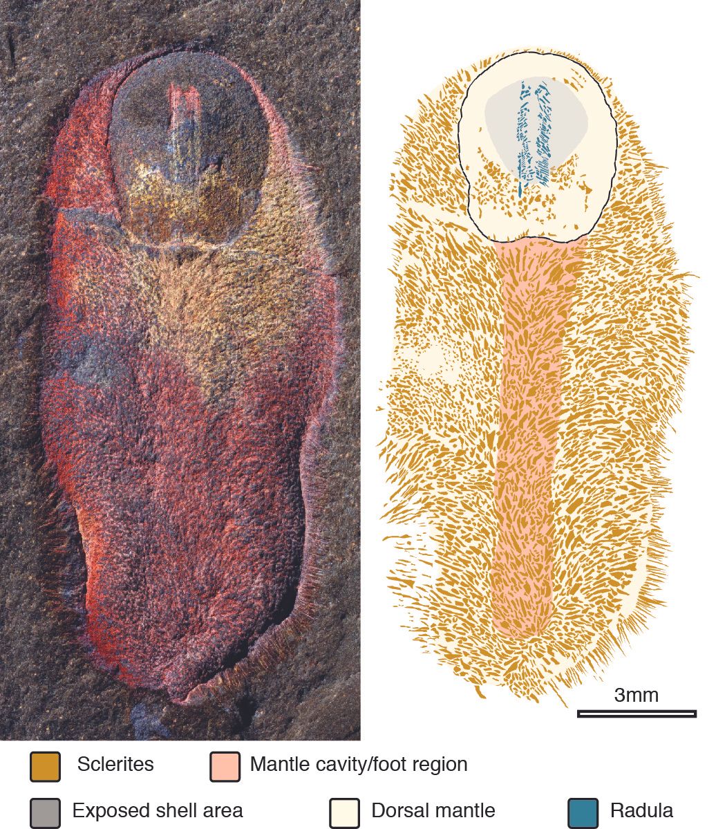 478-Million-Year-Old Spiky Slug Solves Long-Held Mollusk Mystery | Live ...