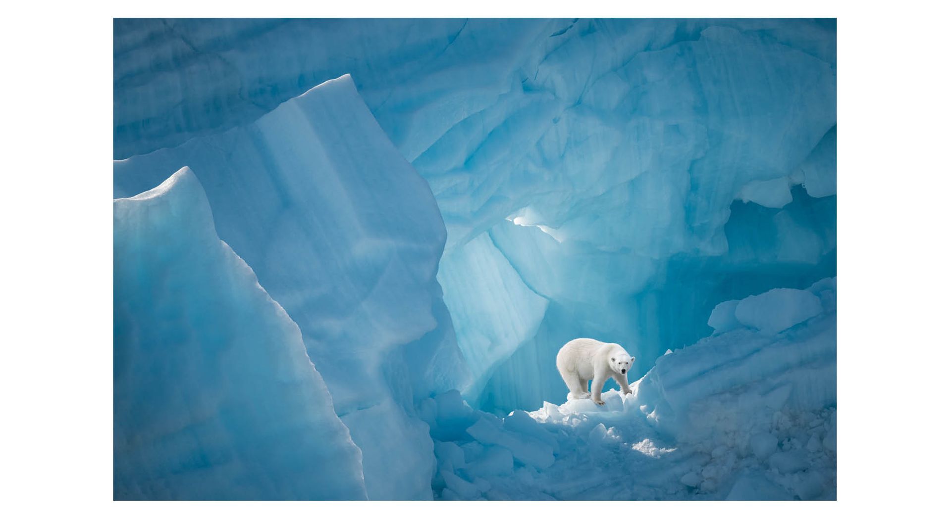 Remembering Bears launches today – buy your copy now! | Digital Camera World