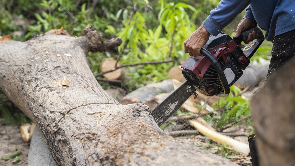 Cutting down a tree: The rules and regulations | Homebuilding