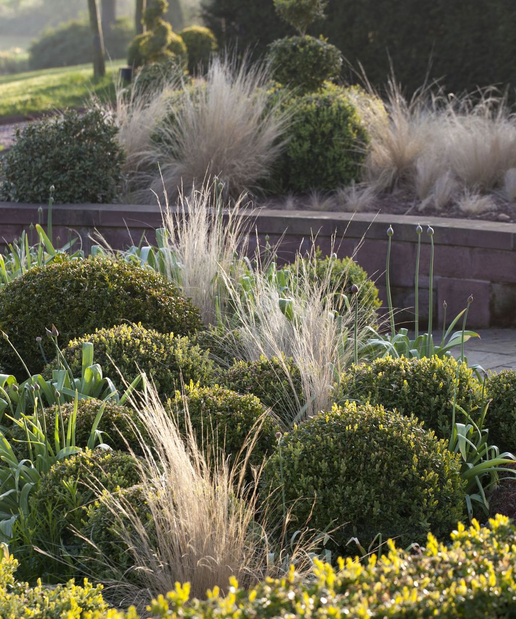 Landscaping with boxwood: 10 ways to include this evergreen | Gardeningetc