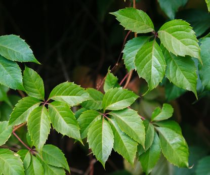 How To Identify Poison Ivy To Prevent A Painful Rash | Gardening Know How