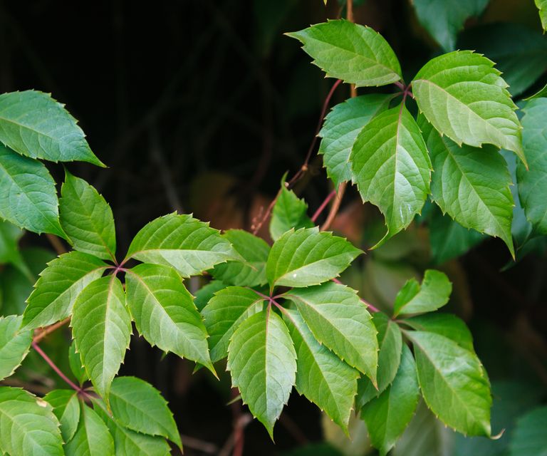 How To Identify Poison Ivy To Prevent A Painful Rash | Gardening Know How