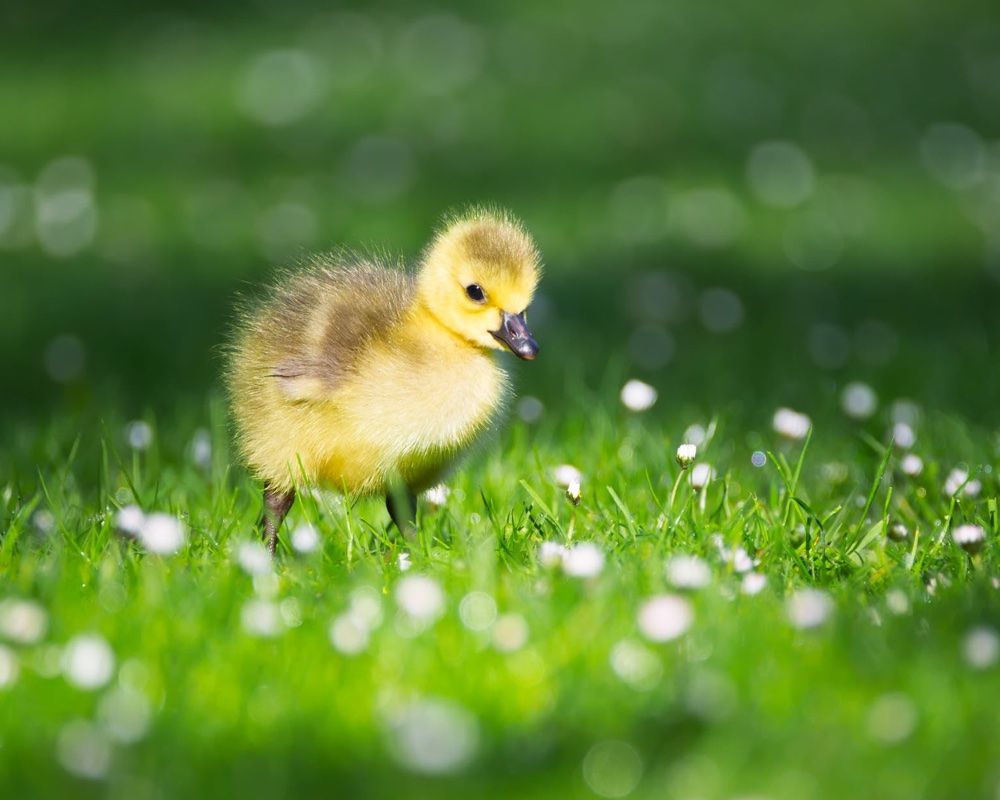 Spring photography tips to help you capture the beauty of the season ...