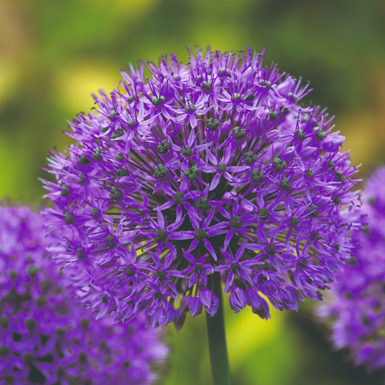 How long do alliums flower for? What you can do to extend it | Ideal Home