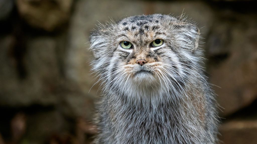 Pallas's cat: One of the world's oldest felines that stands on its ...