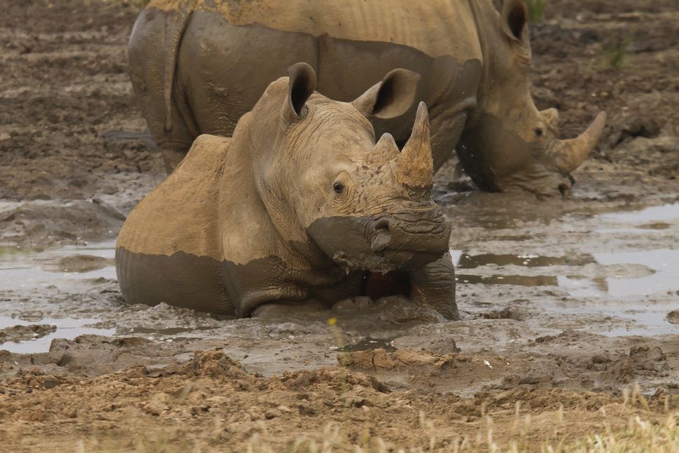Rhinoceros Images | Pictures of 5 Rhino Species | Live Science