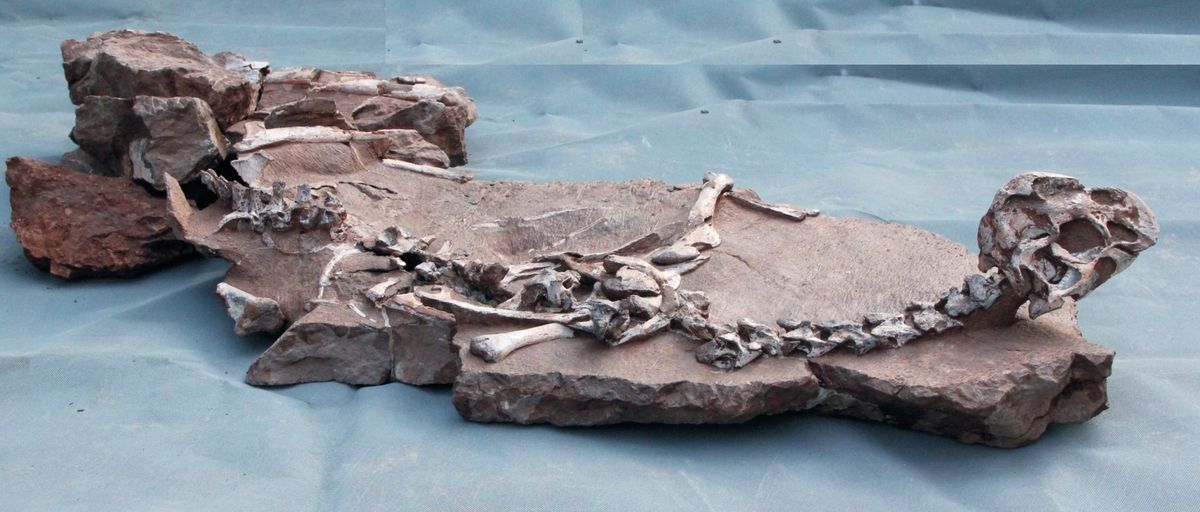 Muddy Demise: Bird-Like Dinosaur Died While Struggling to Free Itself ...