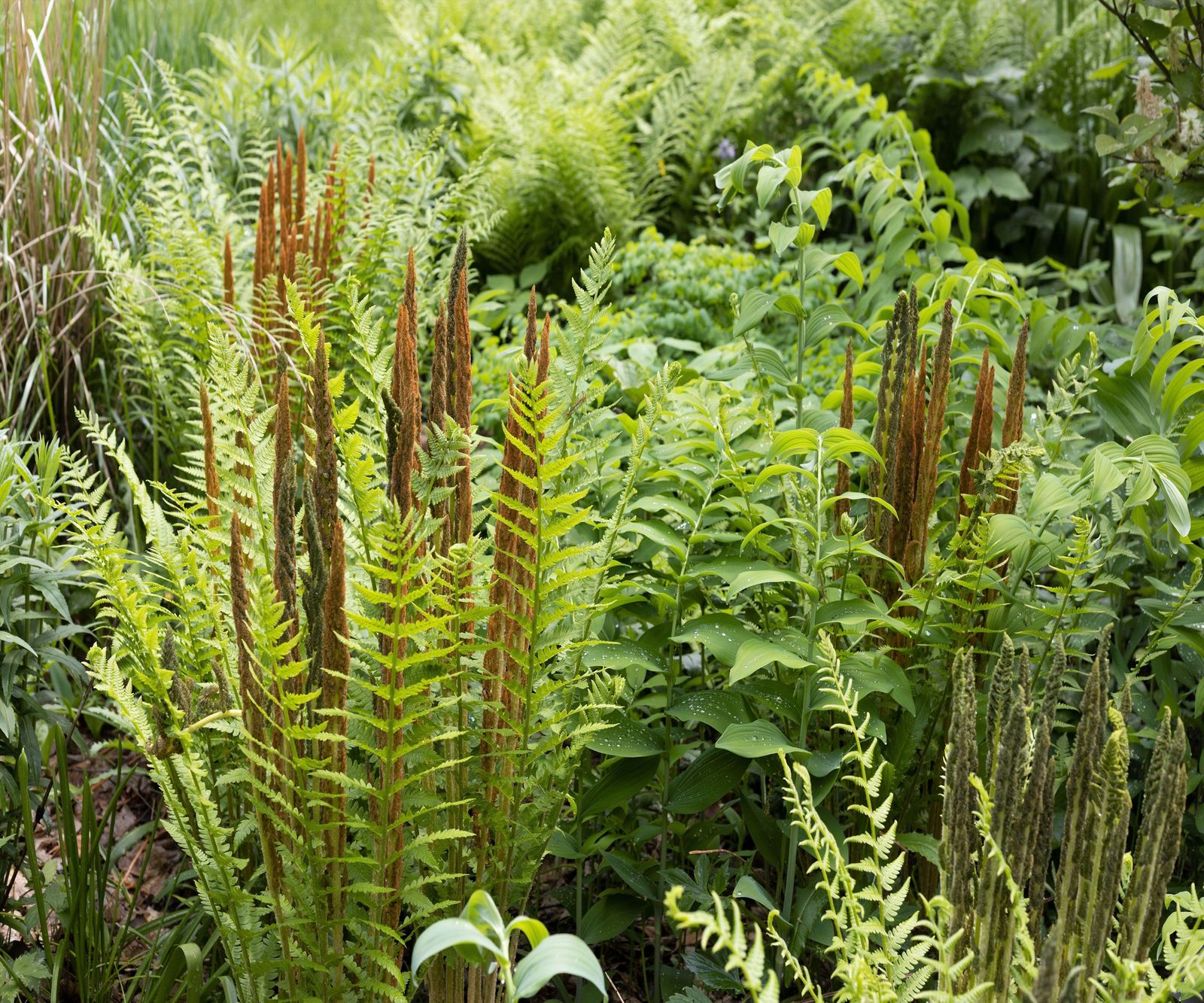 A guide to when and how to prune ferns correctly | Homes and Gardens