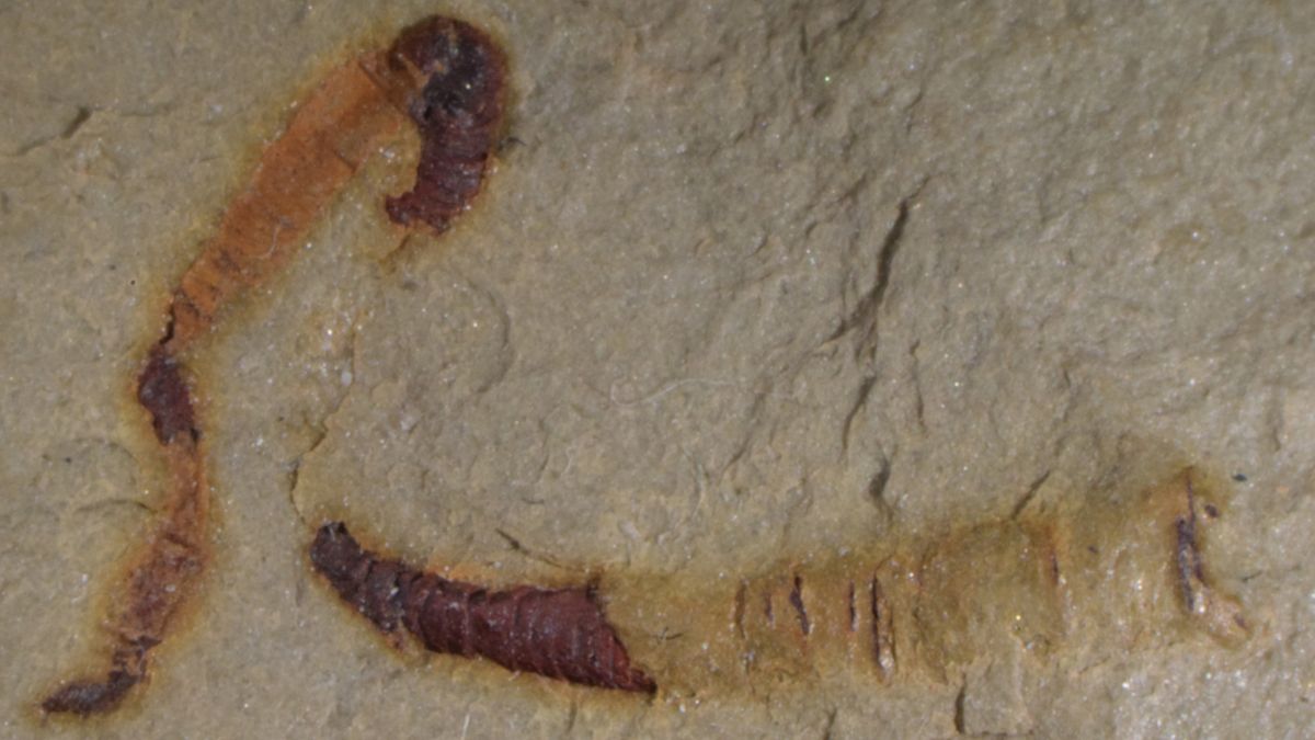 Oldest Guts Ever Found May Reveal the Identity of a Mysterious ...