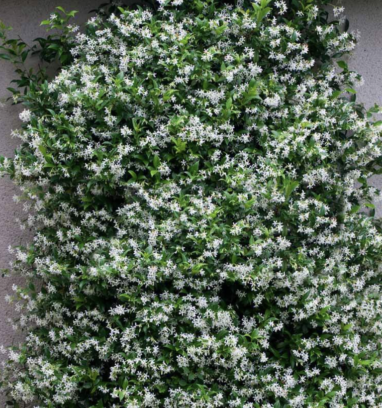 This Plant Makes the Perfect Fence Cover and Smells Amazing | Livingetc