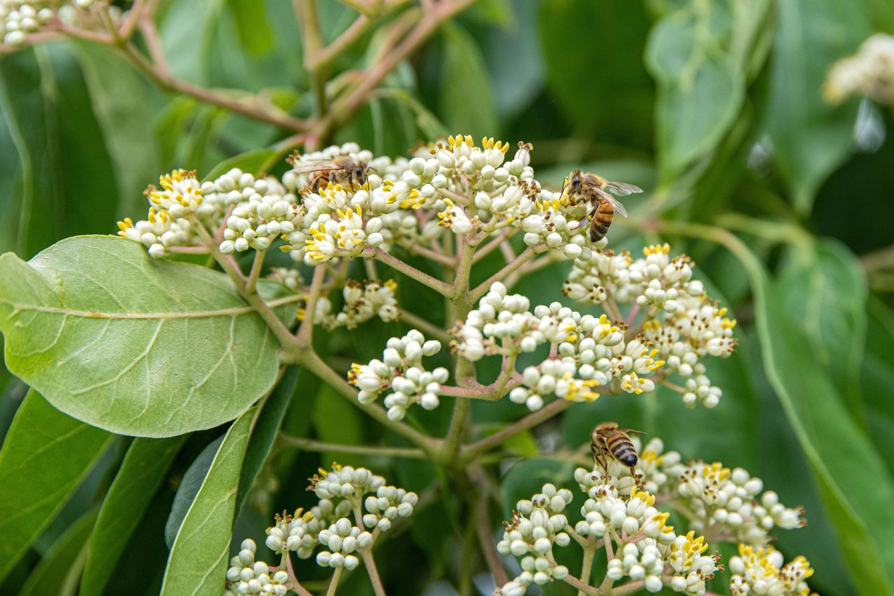 Best fast-growing trees: 10 trees for creating size at speed | Homes ...