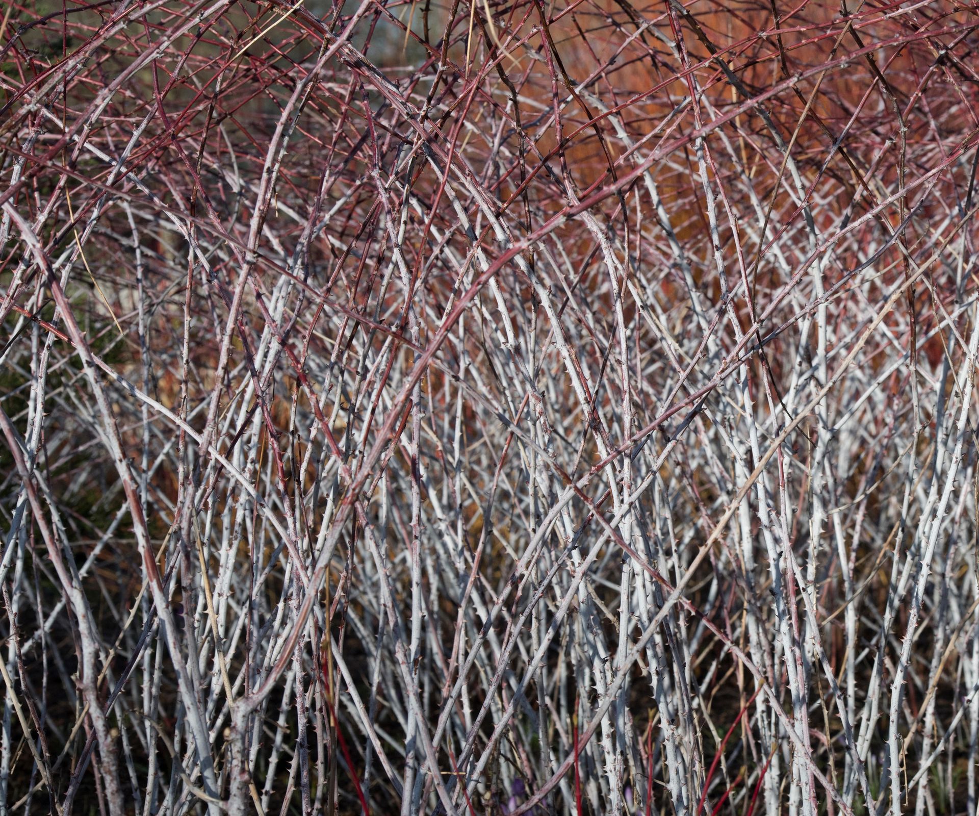 Intruder proof hedge plants: 10 ways to boost home security | Homes and ...
