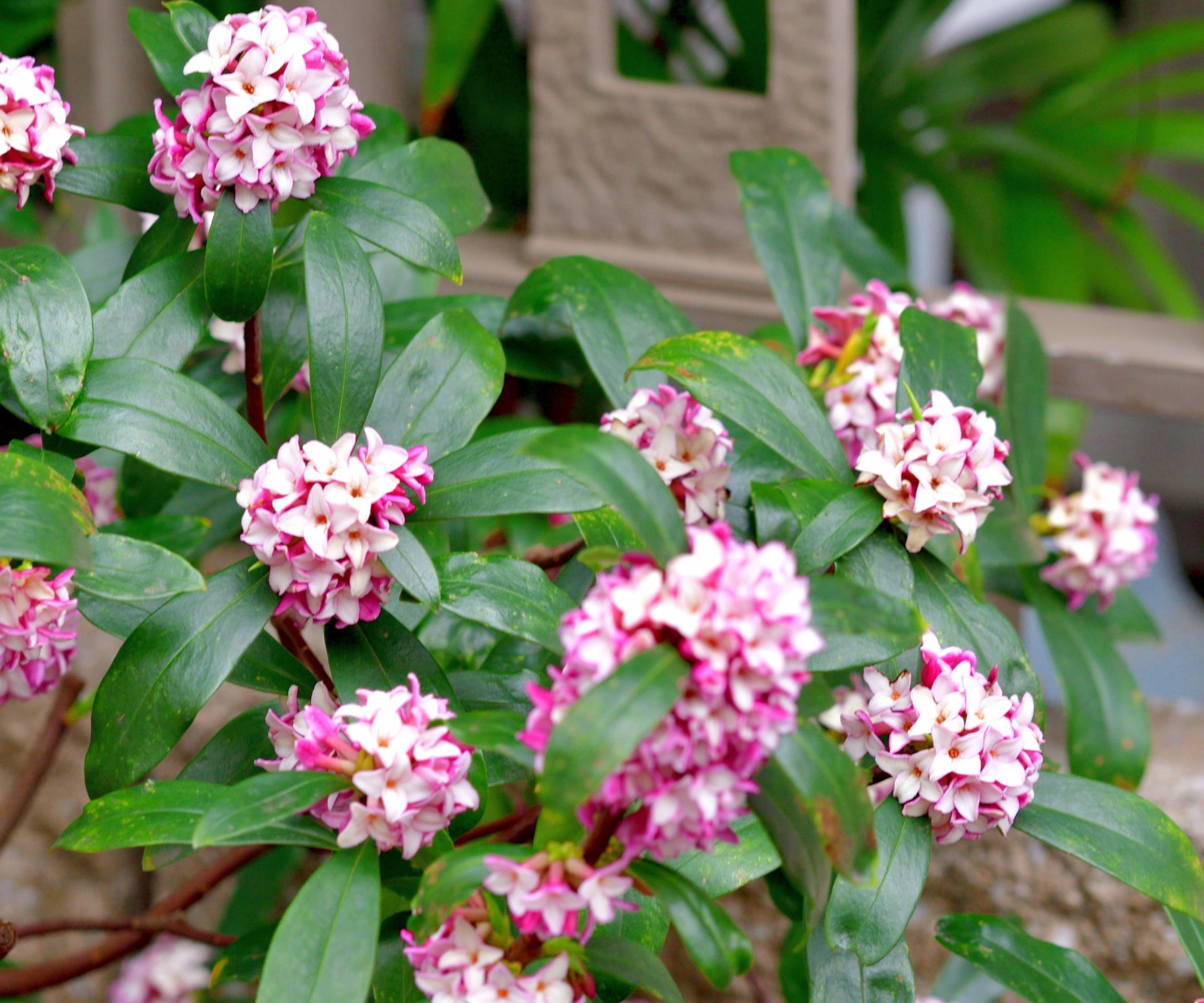 How to grow daphne: tips on growing in your winter garden | Homes and ...
