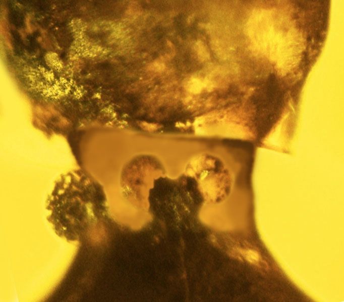 Extinct E.T.? Alien-Like Insect Found Trapped in Amber | Live Science