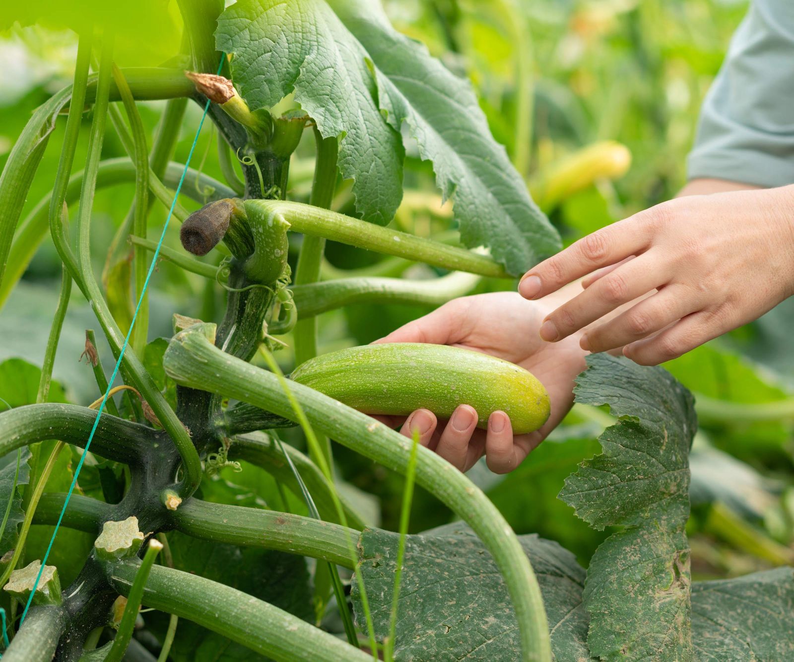 How to prune zucchini as part of your annual maintenance | Homes and ...