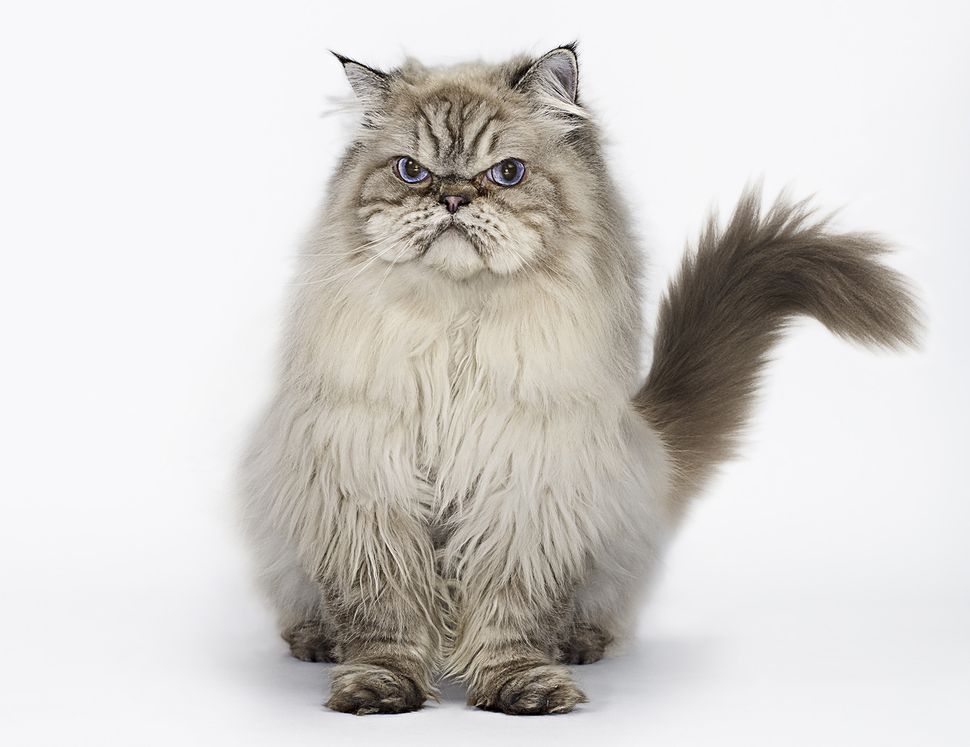 Inside the Mind of a Cat: release date and all about the doc | What to ...