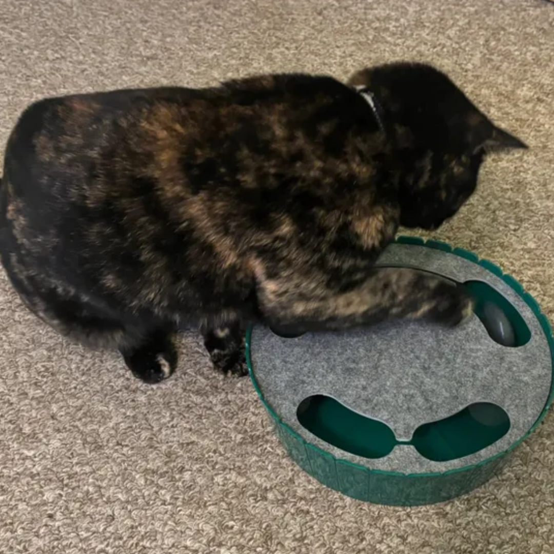 The 6 best automated cat toys, tested and approved by real pet parents ...