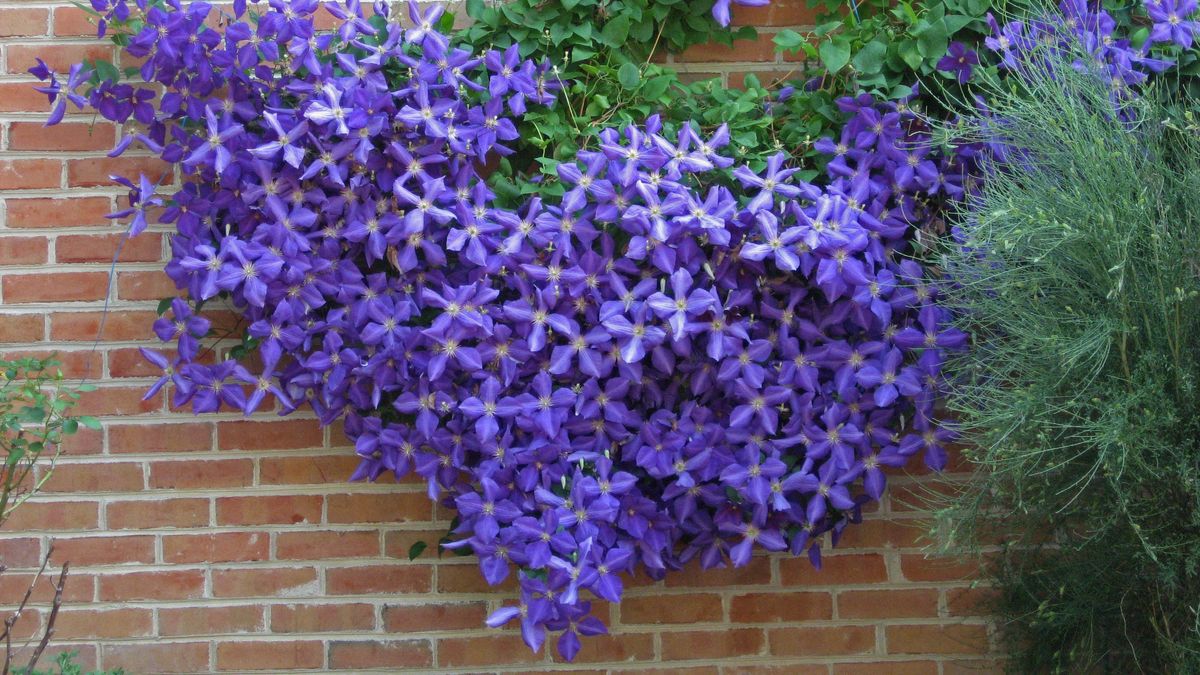 7 best plants to grow on a wall | Tom's Guide