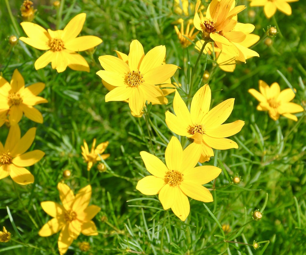 How to grow bidens: from planting to watering and pruning | Homes and ...