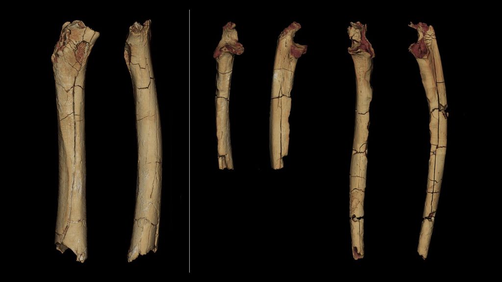 7 million years ago, our earliest relatives took their first steps on 2 ...