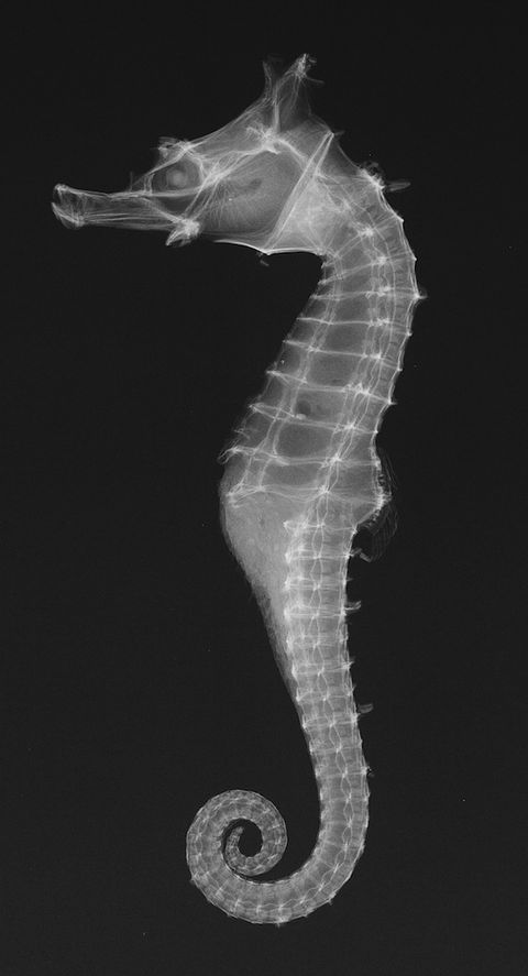 Images: Stunning Fish X-rays | Live Science