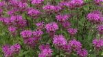 Should I deadhead yarrow? Garden experts share their knowhow | Homes ...