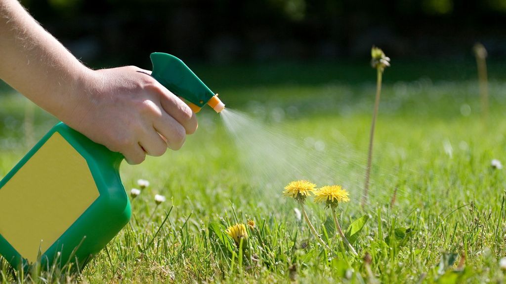 When is the best time to spray weed killer? | Homes and Gardens