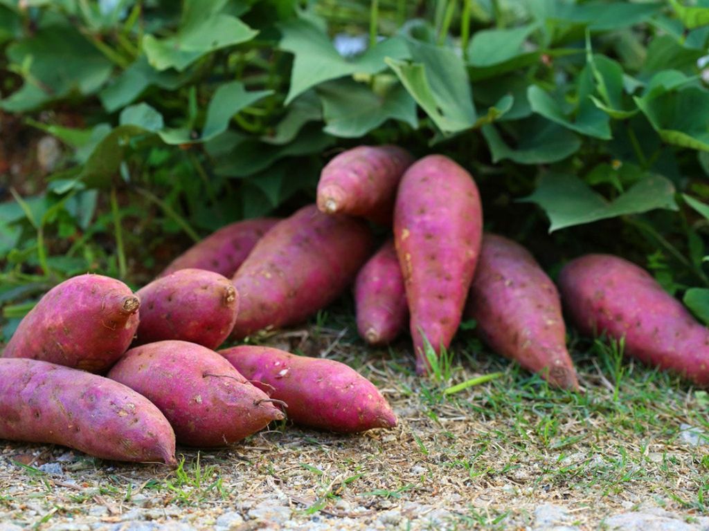 Vertical Sweet Potato Garden – Planting A Trellised Sweet Potato Vine ...