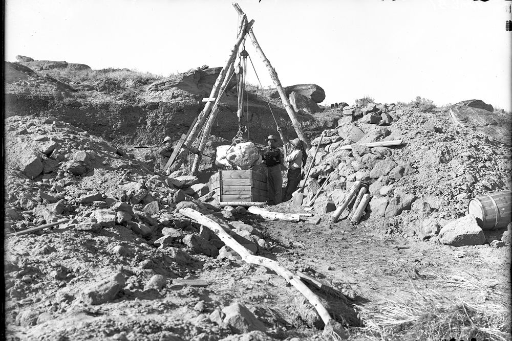 In Images: A New Look at T. Rex and Its Relatives | Live Science