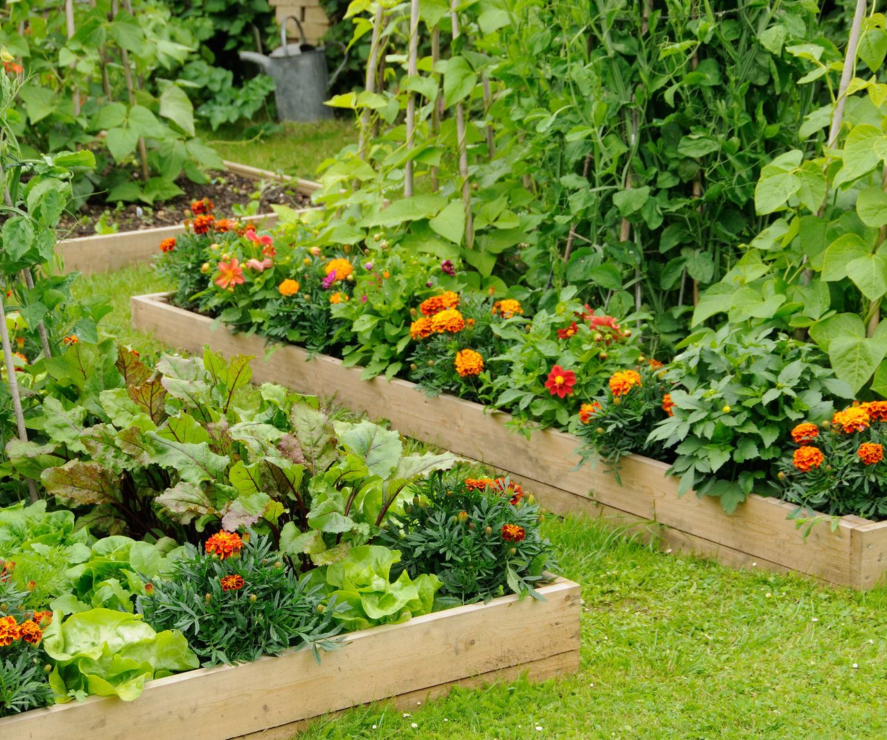 Beetroot growing mistakes: 9 errors to avoid | Homes and Gardens