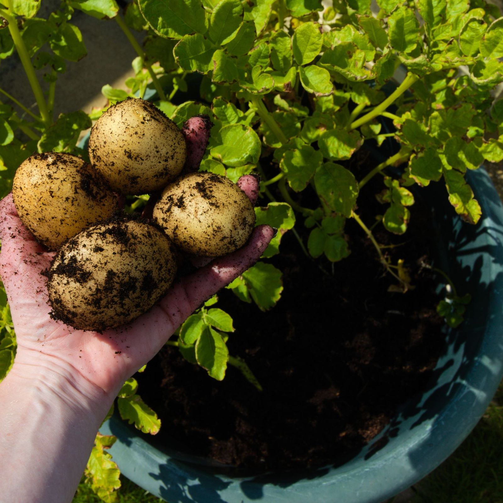 Garden experts reveal how to grow potatoes in containers | Ideal Home