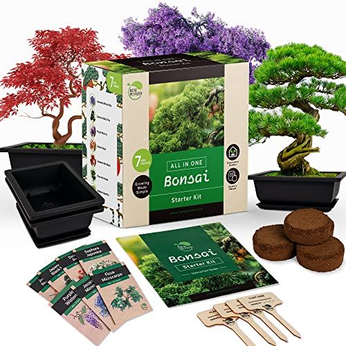 Japanese maple bonsai trees: meditative gardening in miniature | Homes ...