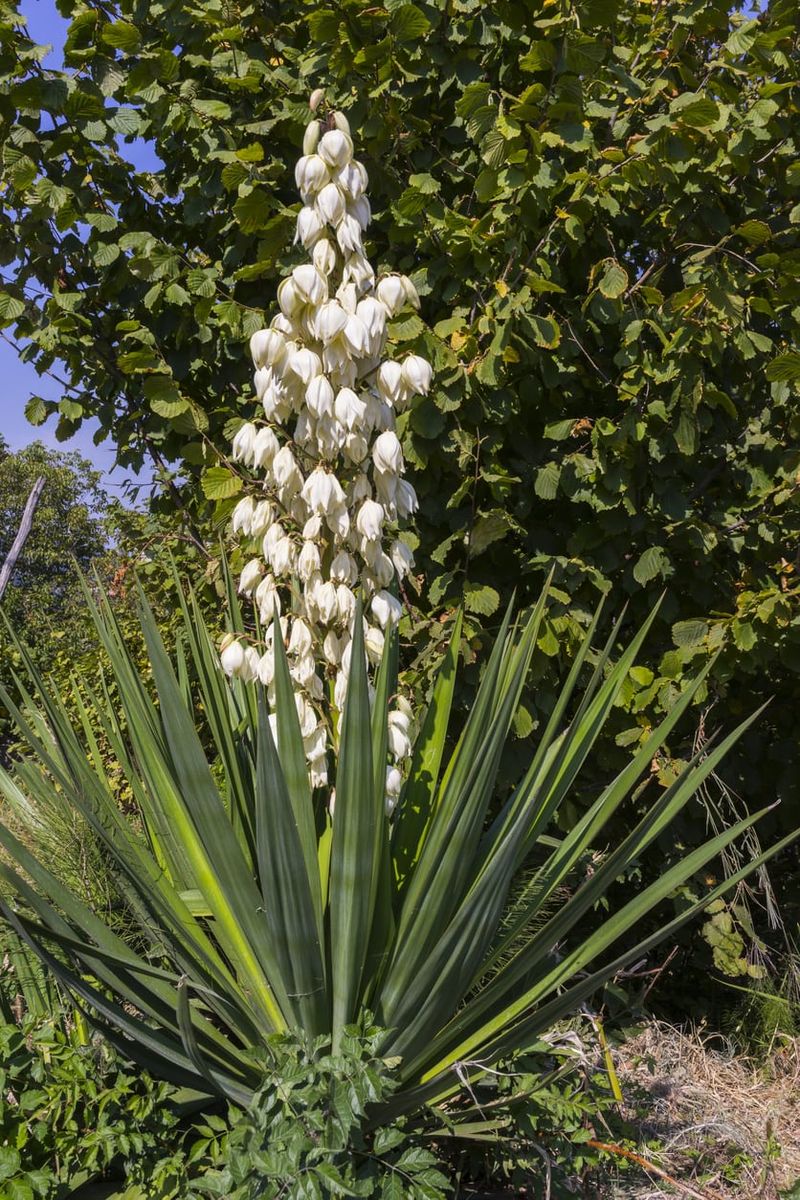 Tips & Information about Yucca | Gardening Know How