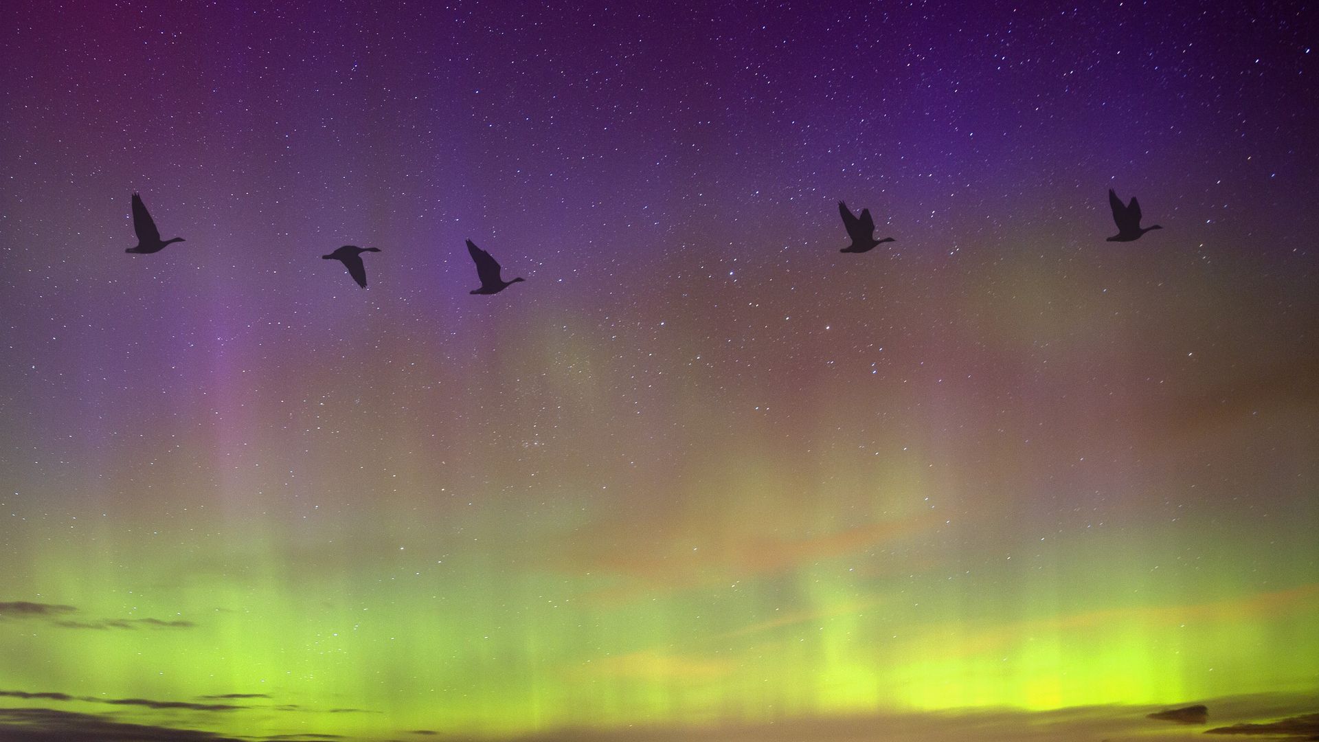 Severe space weather is messing up bird migrations, new study suggests ...
