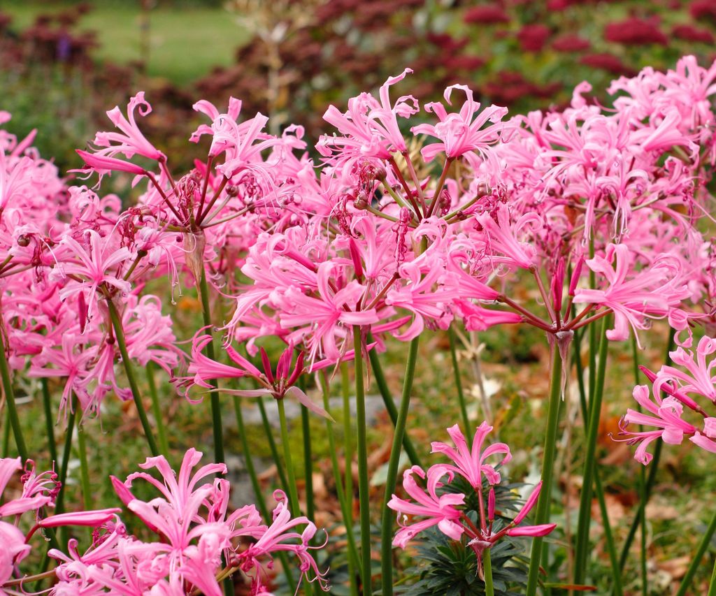 7 Perennial Bulbs to Plant in Spring: For a Colorful Yard | Homes and ...