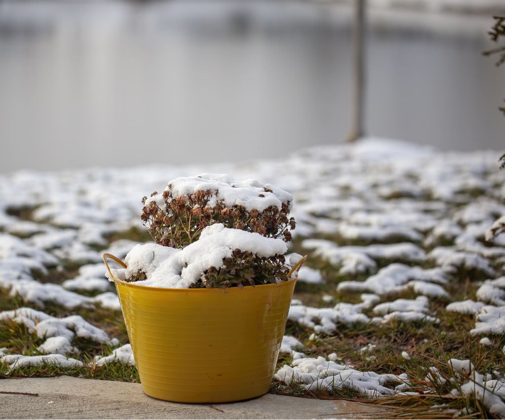 How to protect plants from frost: 12 quick and easy methods | Homes and ...