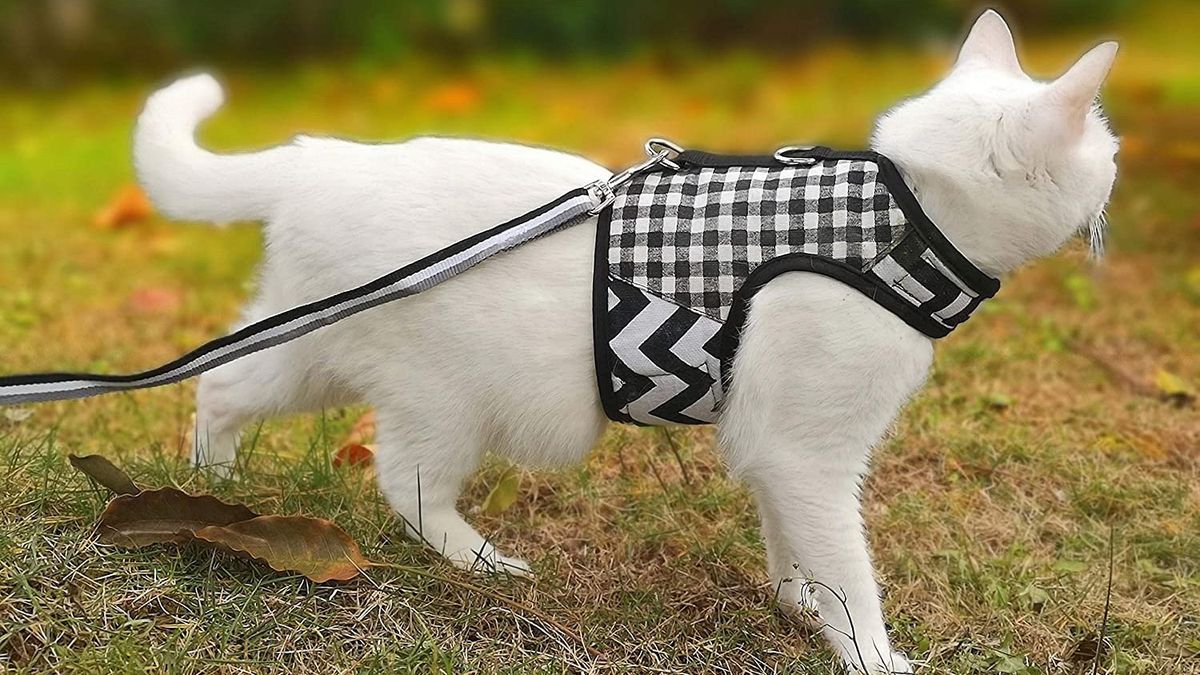 Best cat harnesses: Let your kitty explore in safety | PetsRadar