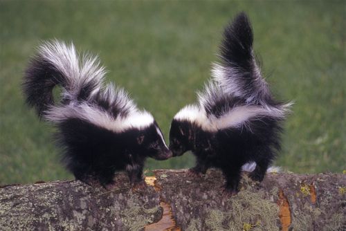 Amazing photos of nocturnal animals | Live Science