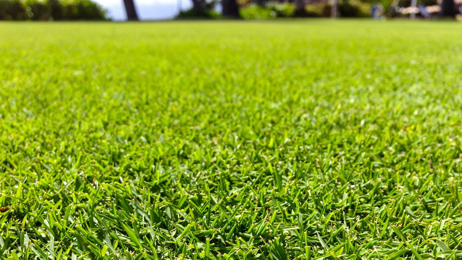 Slit seeding a lawn - an expert guide to doing it | Homes and Gardens